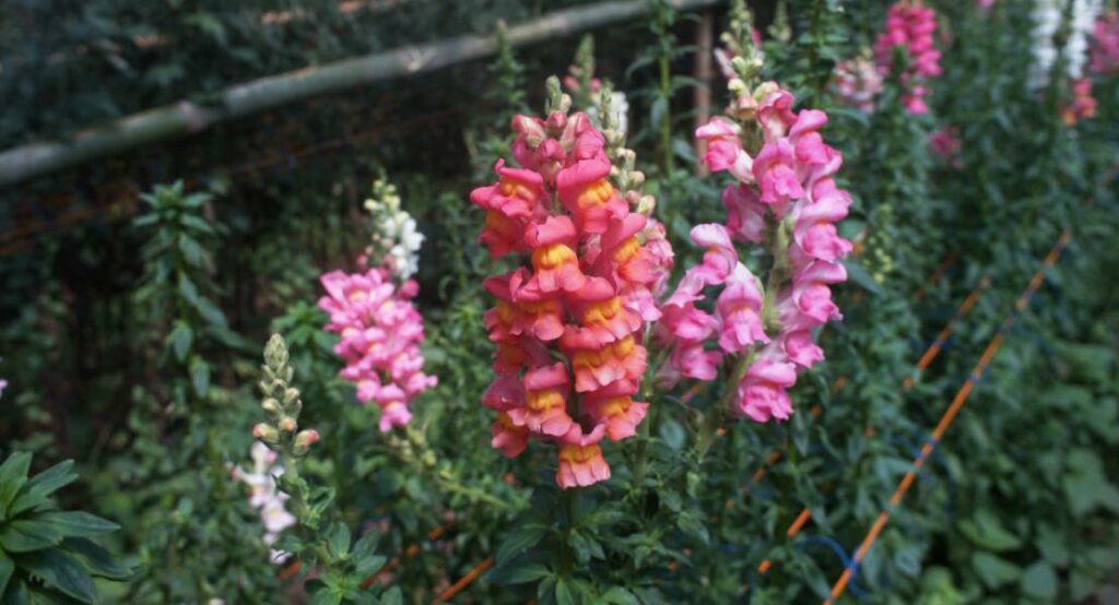 Berburu Stock Foto Bunga Snapdragon di Malino untuk dijual di ...