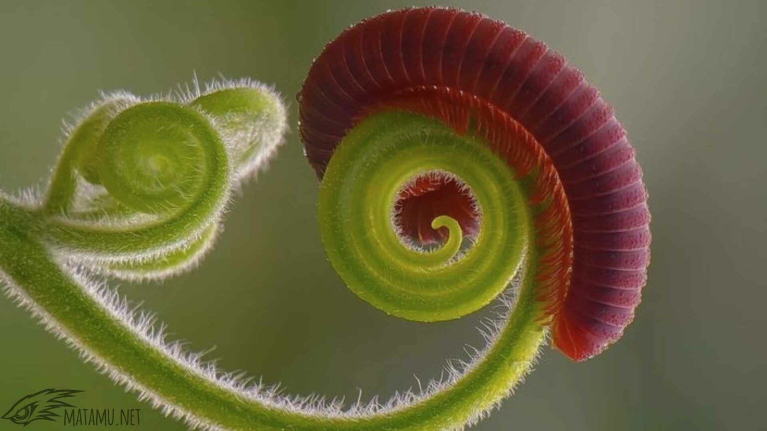 5 Tips Foto Menggunakan Lensa Makro - matamu