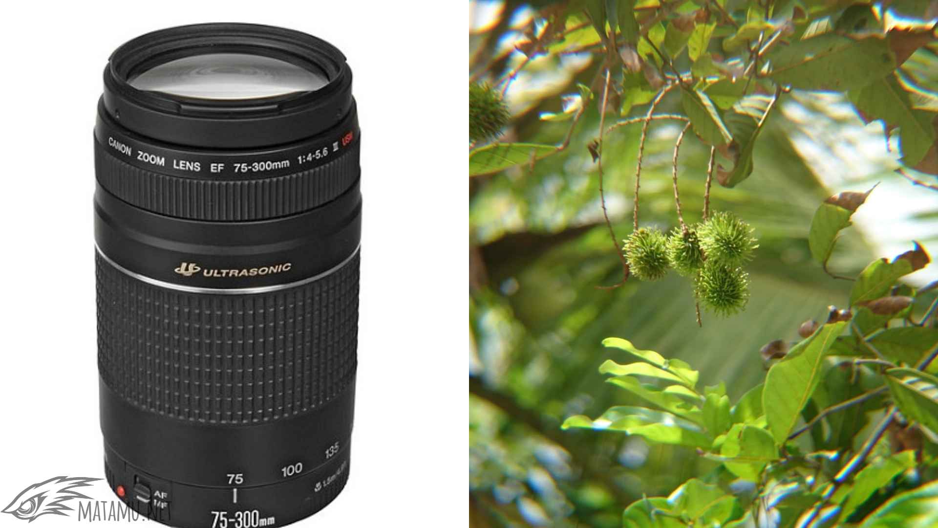 5 Jenis Lensa Kamera yang Fotografer Pemula Perlu Ketahui - Matamu